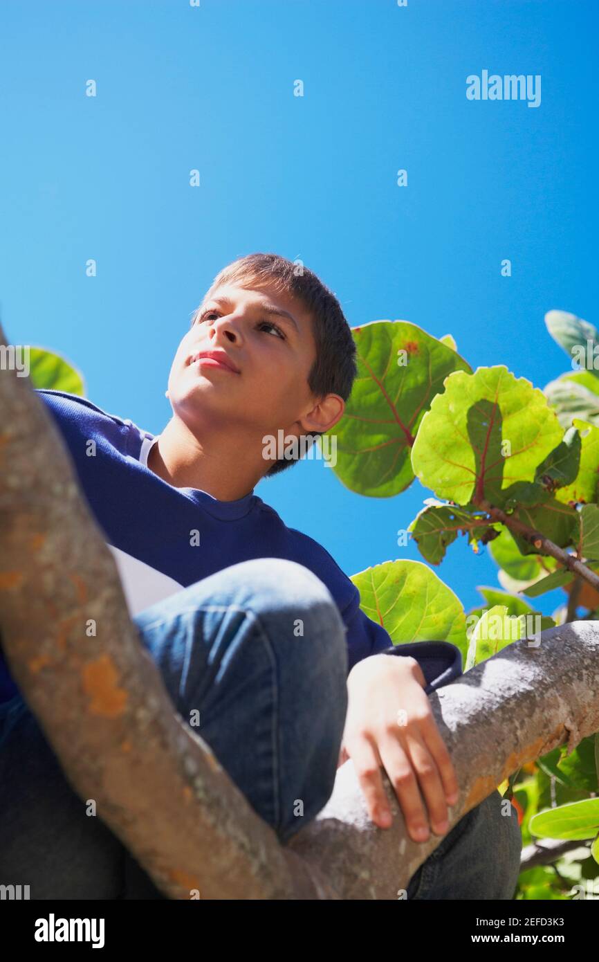 Boy sitting on a tree branch hi-res stock photography and images - Alamy