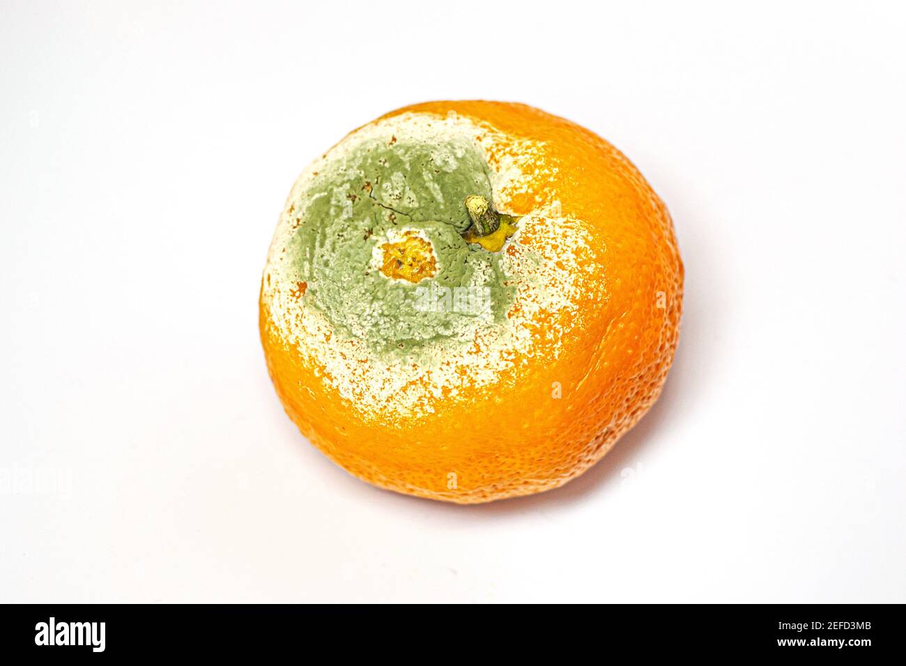 one damaged moldy mandarin on white background Stock Photo - Alamy