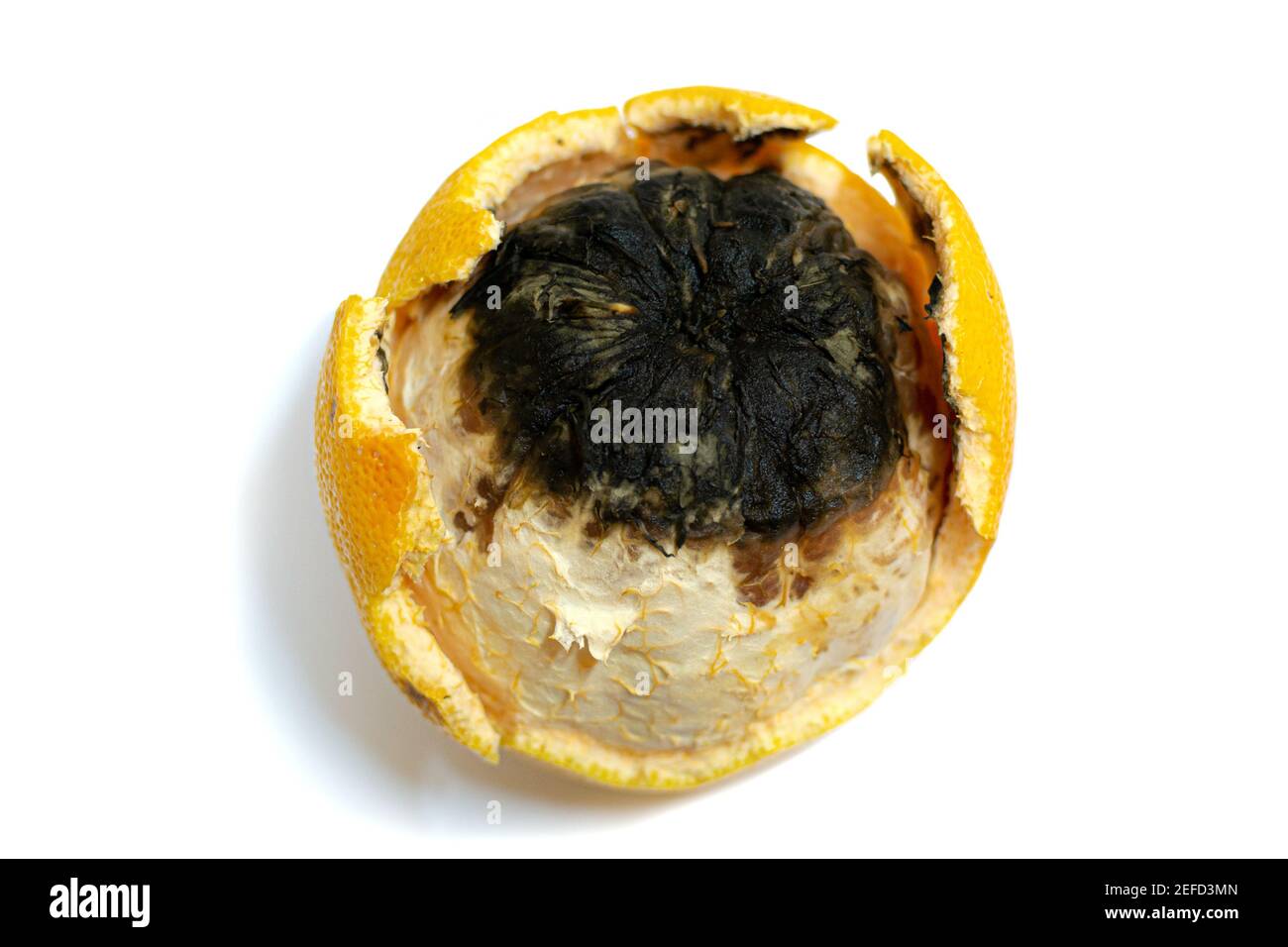 one damaged rotten grapefruit on white background Stock Photo - Alamy