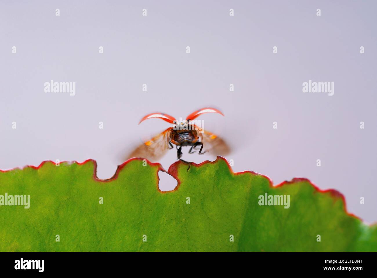 Ladybird insect flight flying hi-res stock photography and images - Alamy
