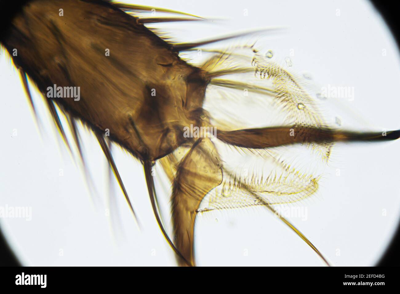 Housefly leg with bristles and claws under the light microscope ...