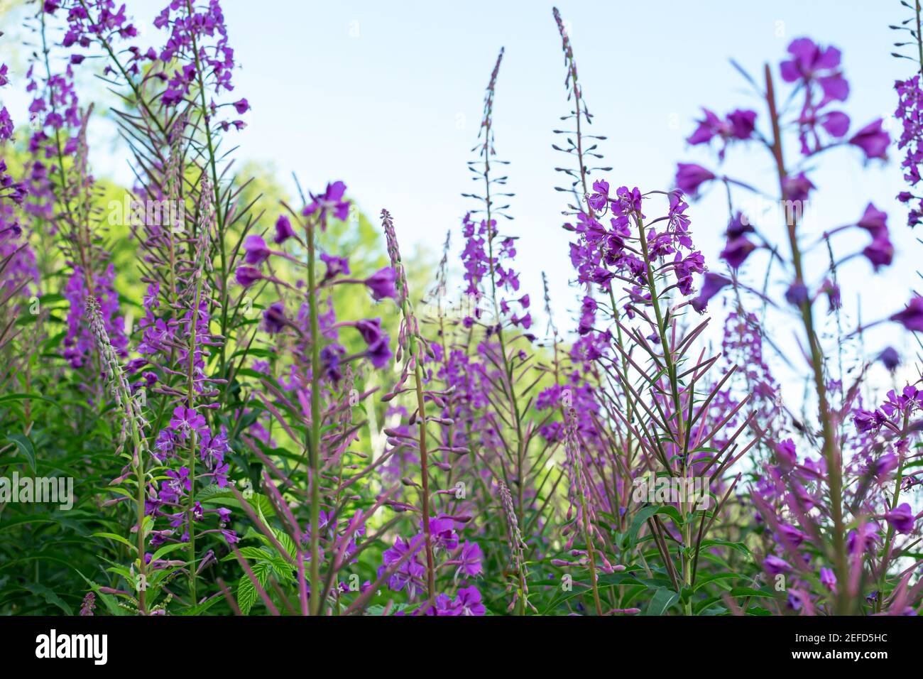 Little blooming sally hi-res stock photography and images - Alamy