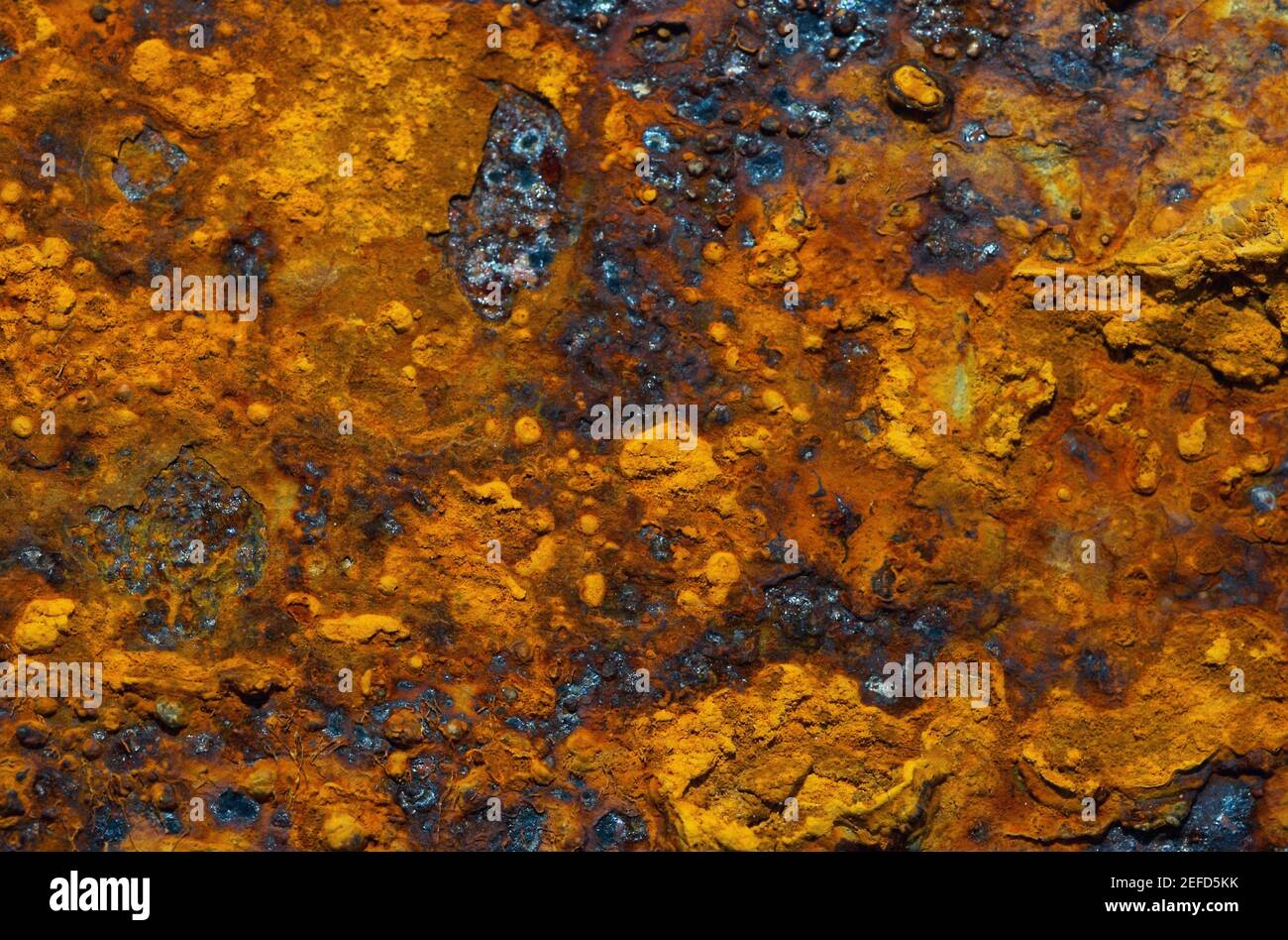 Yellow fungus on rock close hi-res stock photography and images - Alamy