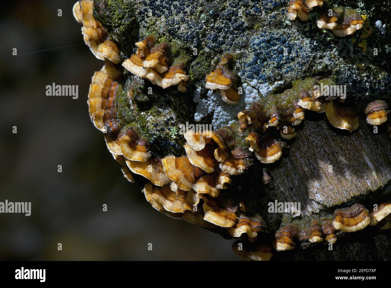 Foreground focus depth of field lichen hi-res stock photography and ...