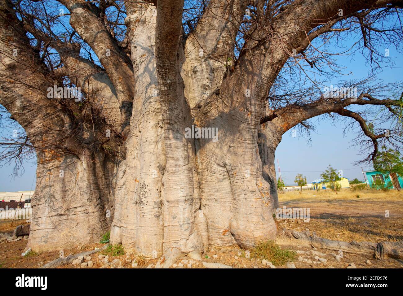baobab tree in Namibia, Africa Stock Photo - Alamy