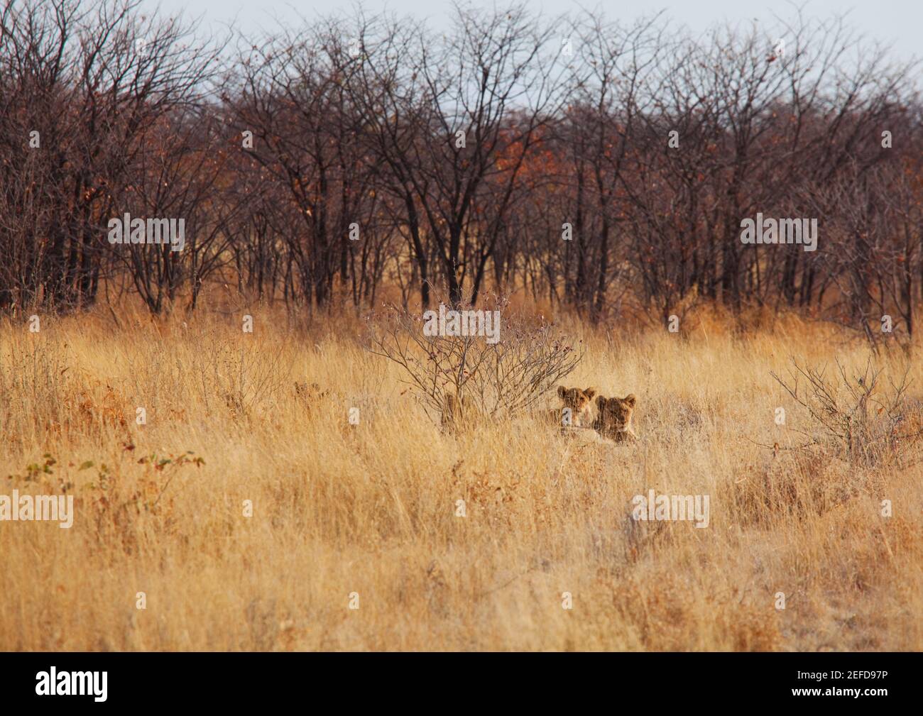 Lions in the bush hi-res stock photography and images - Alamy