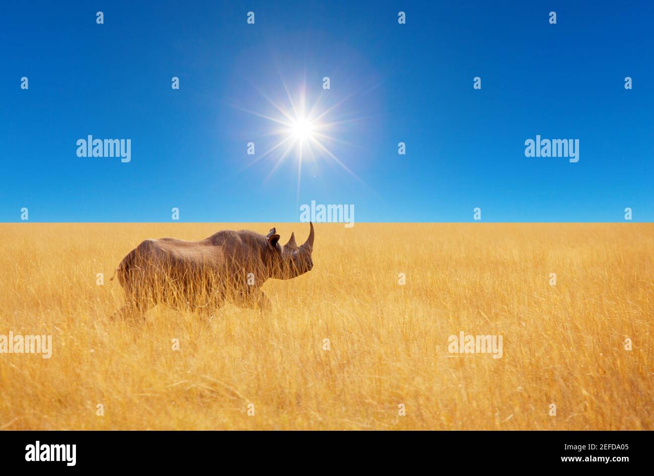 rhino in african savannah, Namibia Stock Photo - Alamy
