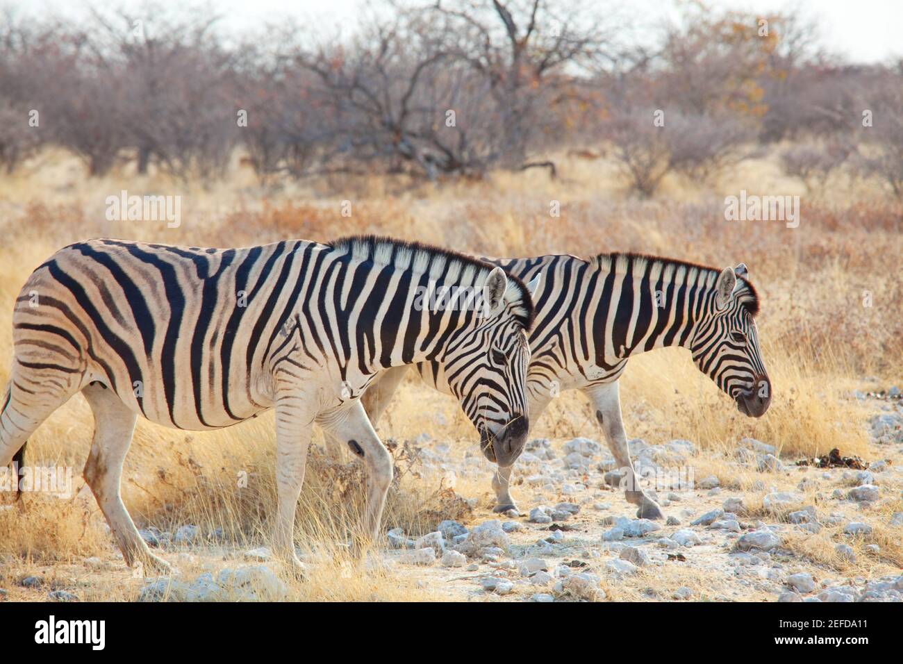 African plains zebras on the dry brown savannah grasslands browsing and ...
