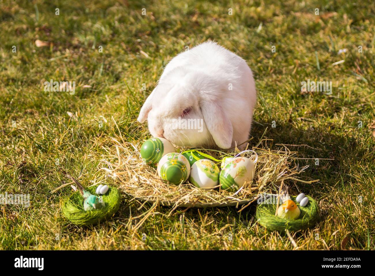 Easter bunny in the Garden Stock Photo - Alamy