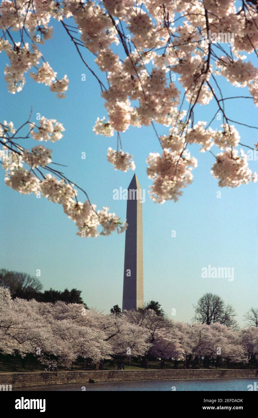 George washington cherry tree hi-res stock photography and images - Alamy