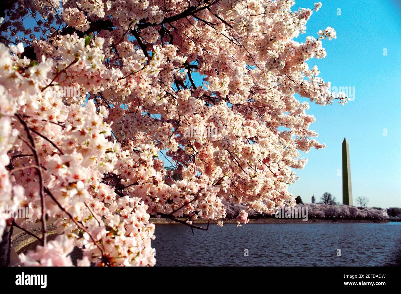 George washington cherry tree hi-res stock photography and images - Alamy