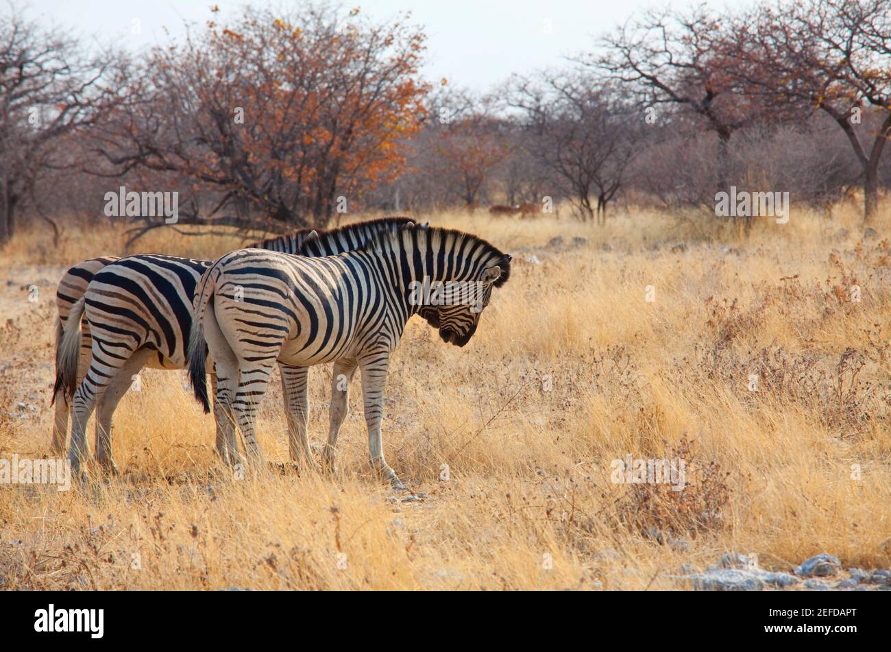 African plains zebras on the dry brown savannah grasslands browsing and ...