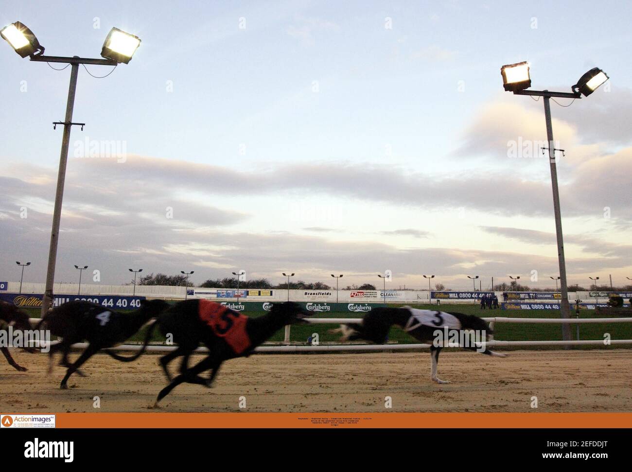 Greyhound racing sunderland greyhound stadium hi-res stock photography ...