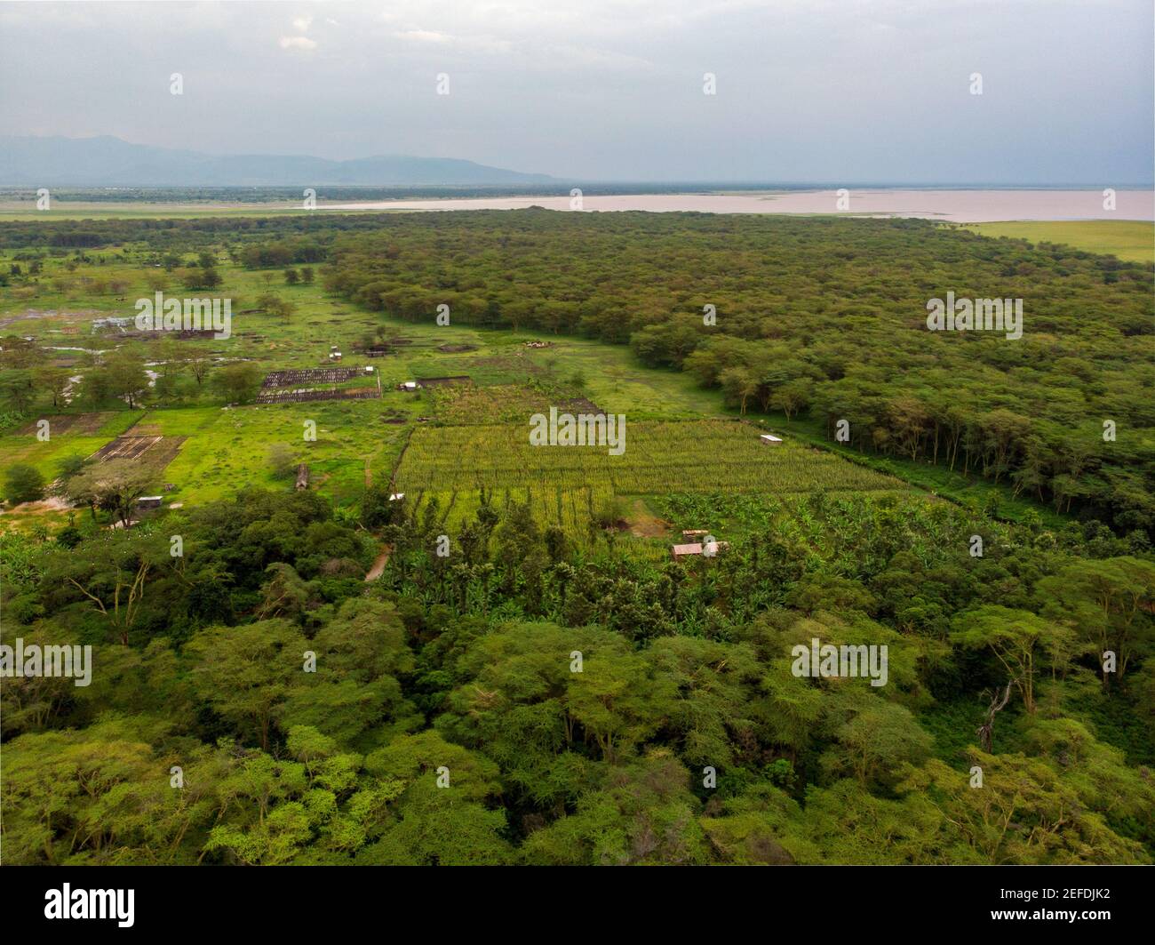 Primal virgin forest manyara hi-res stock photography and images - Alamy