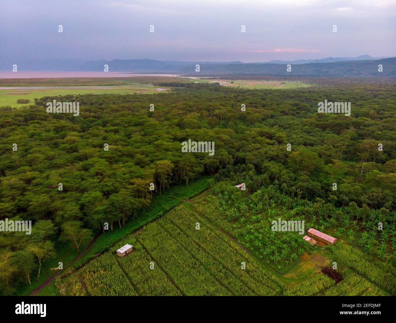 Primal virgin forest manyara hi-res stock photography and images - Alamy