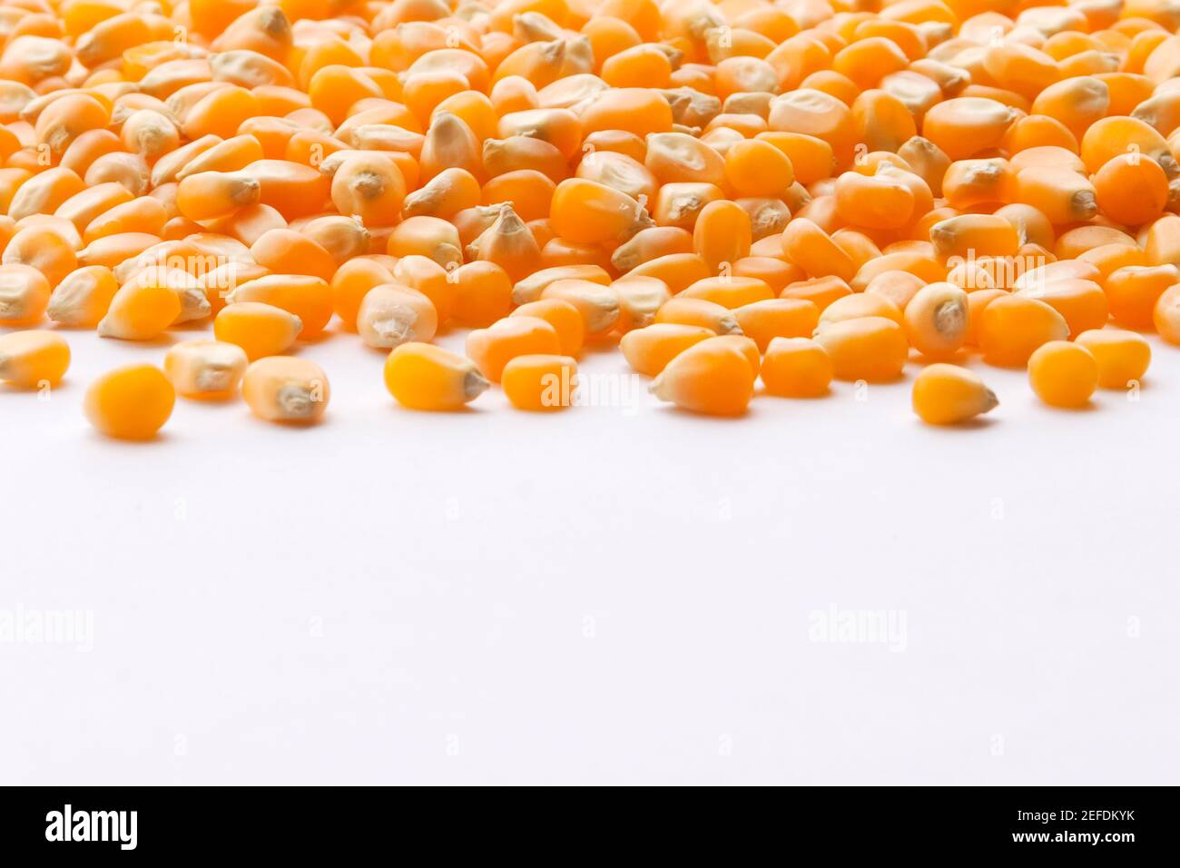 Close up of corn kernels Stock Photo - Alamy