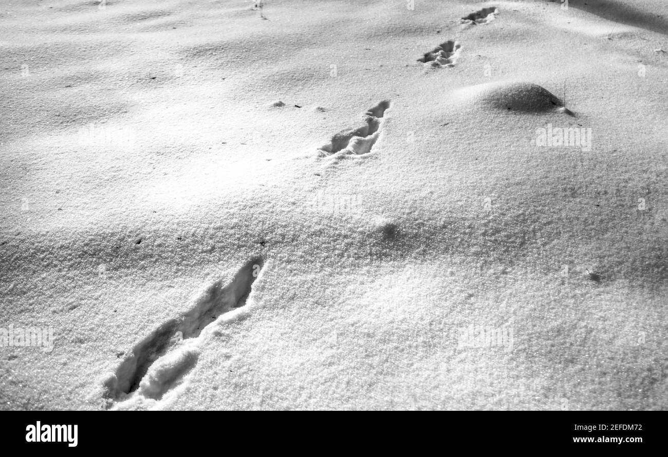 Rabbit tracks in snow Black and White Stock Photos & Images - Alamy