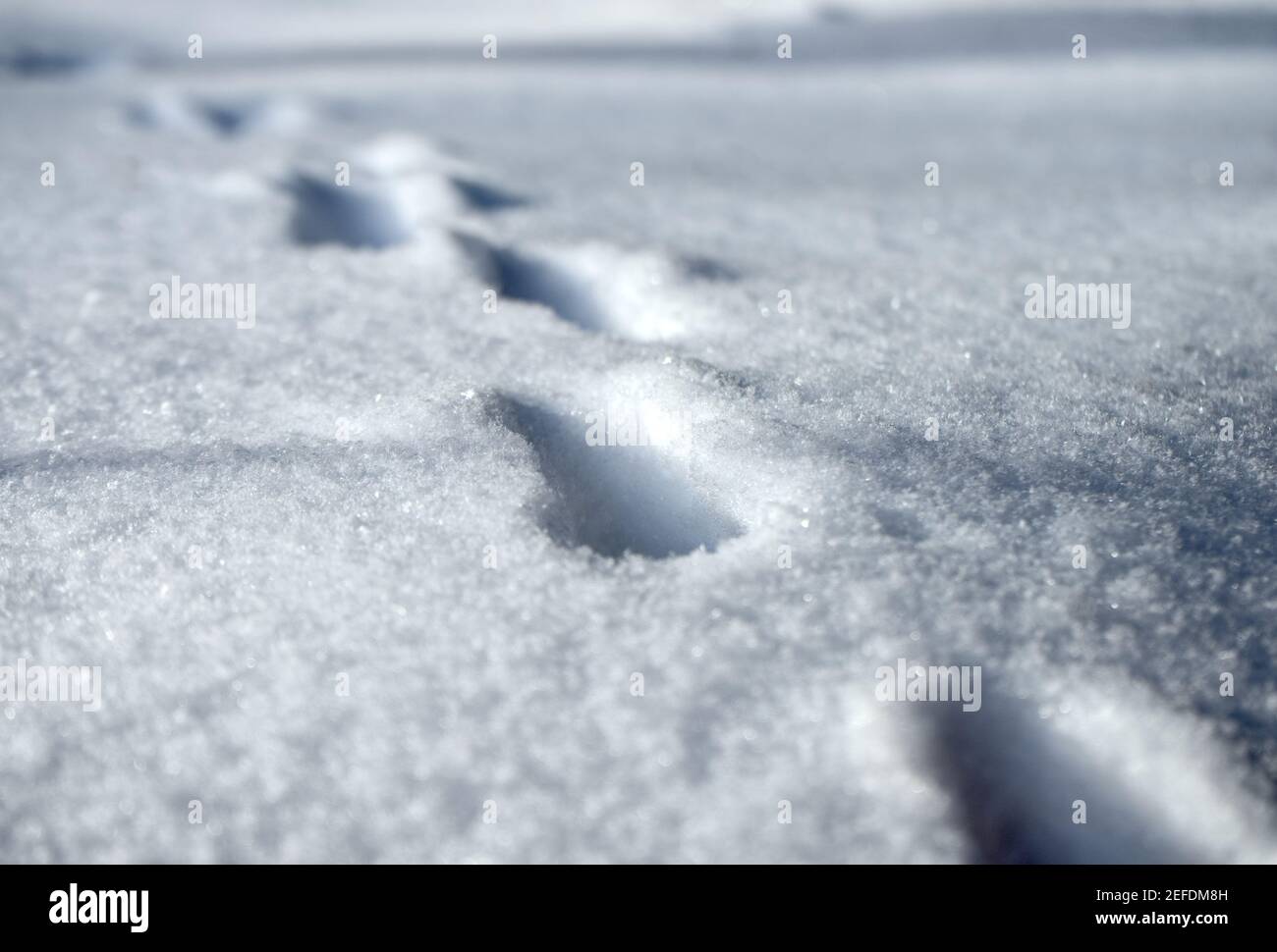 Close up view of the tracks of a cat in deep freshly fallen soft snow ...