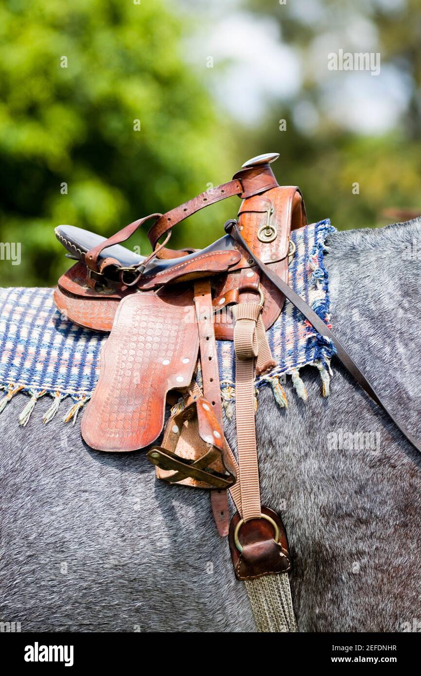 Close-up of a saddle on a horse Stock Photo - Alamy