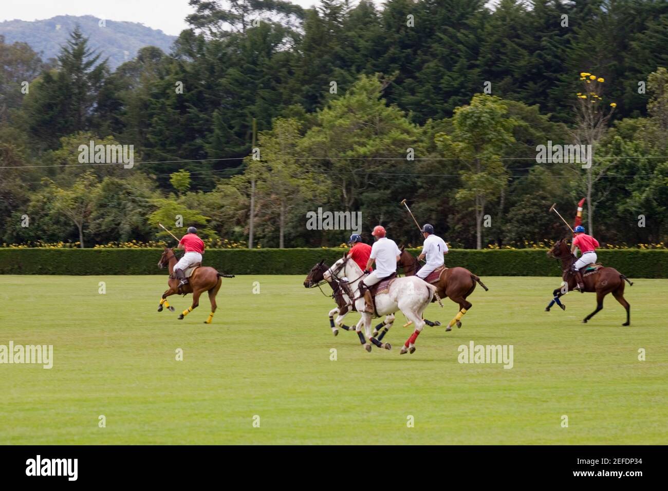 Five polo players playing polo Stock Photo - Alamy