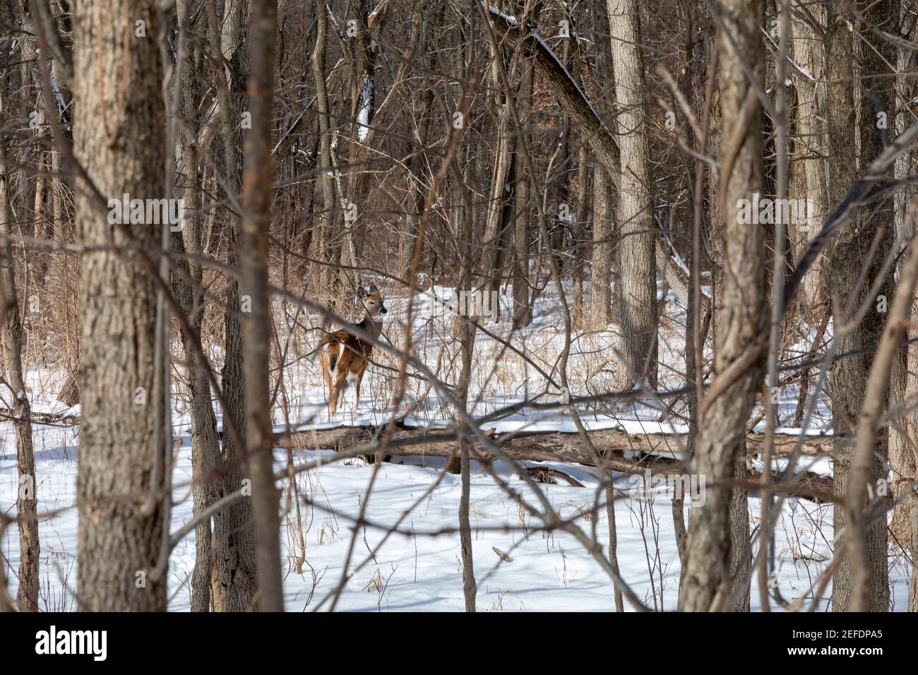 Milford, Michigan - A white-tailed deer (Odocoileus virginianus) in the ...
