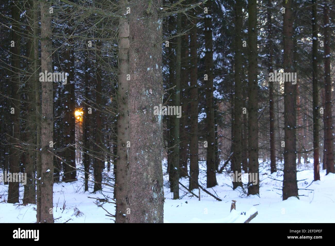 Sunset seen through pine trees covered with snow in wintertime Stock ...