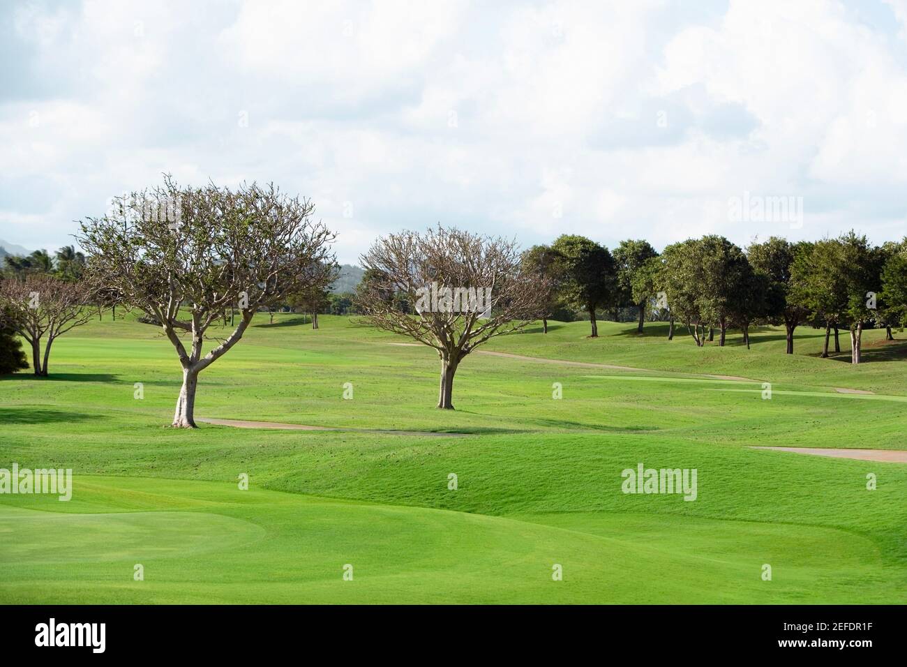 Trees in a golf course Stock Photo - Alamy
