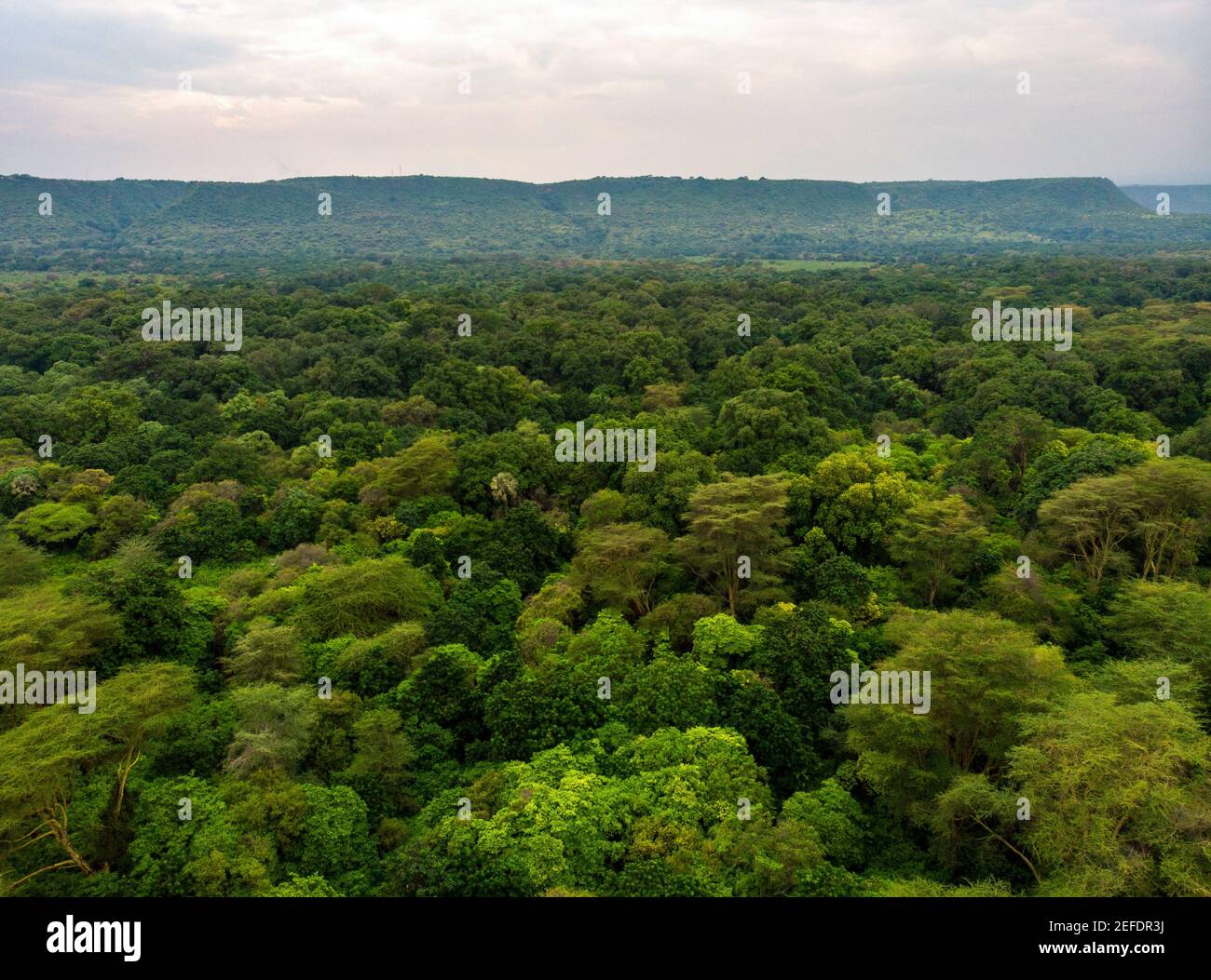 Primal plant hi-res stock photography and images - Alamy