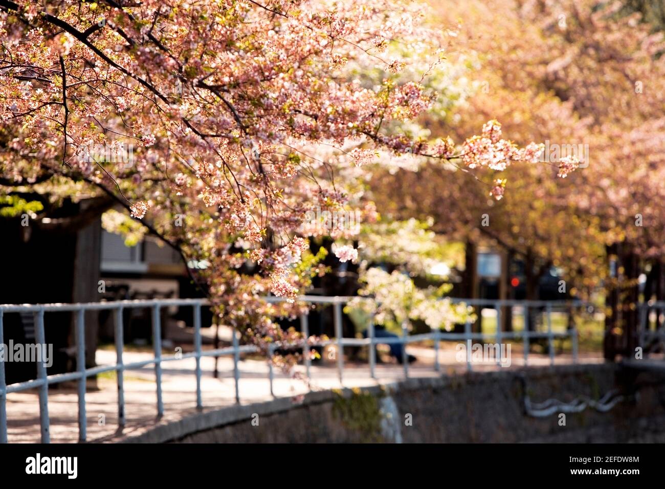 Cherry trees around the Tidal Basin, Washington DC, USA Stock Photo - Alamy