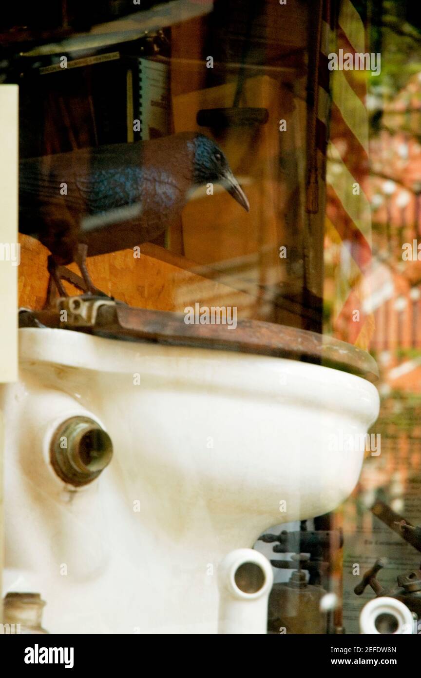 Close-up of a crow perching on a toilet in a display window, Boston ...