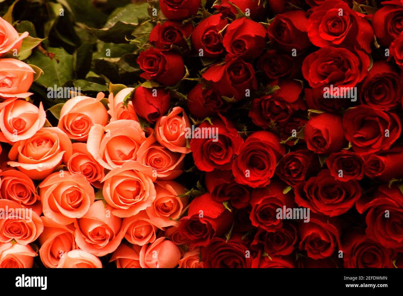 Close-up of a stack of roses Stock Photo - Alamy