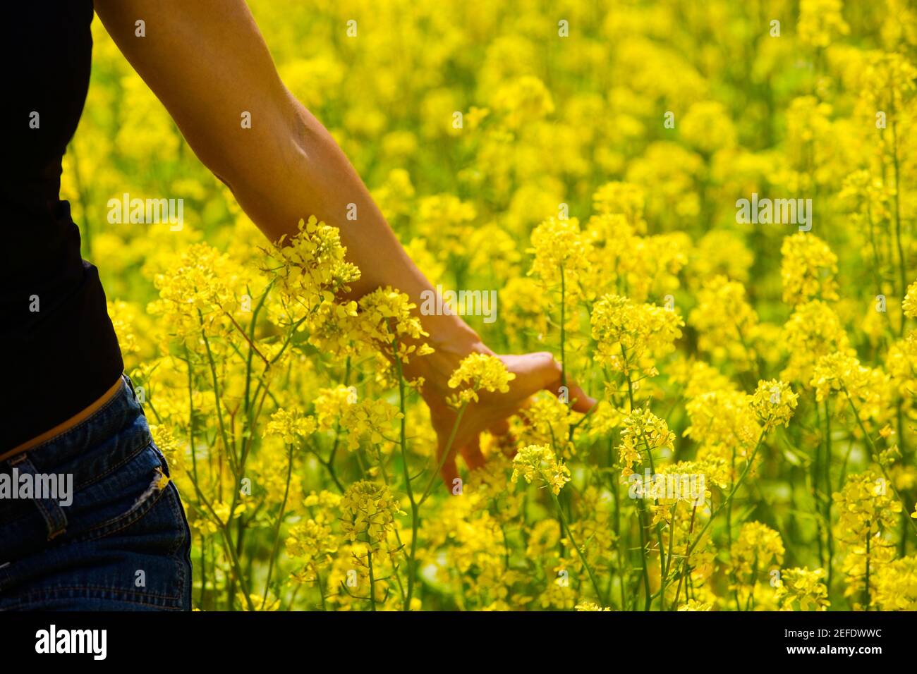 Mid section view of a young woman touching flowers Stock Photo - Alamy