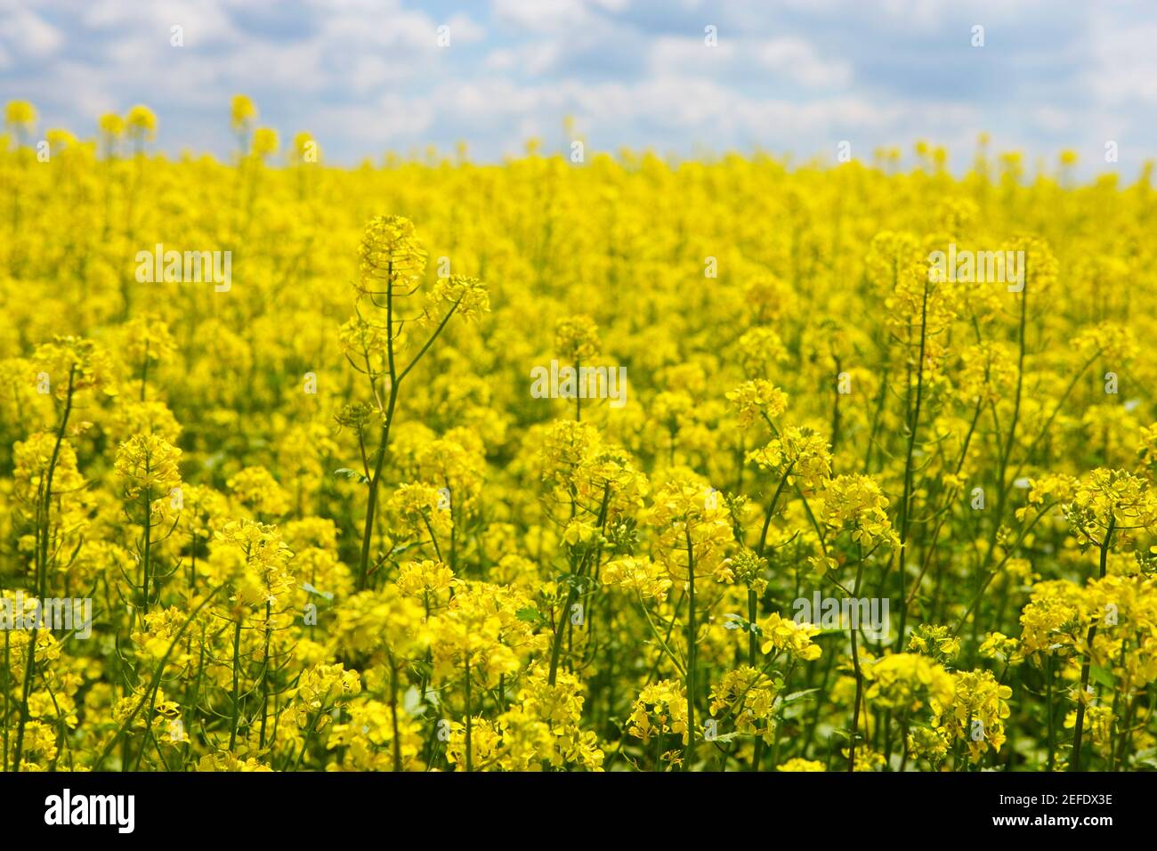 Yellow flowers in a field, Czech Republic Stock Photo - Alamy