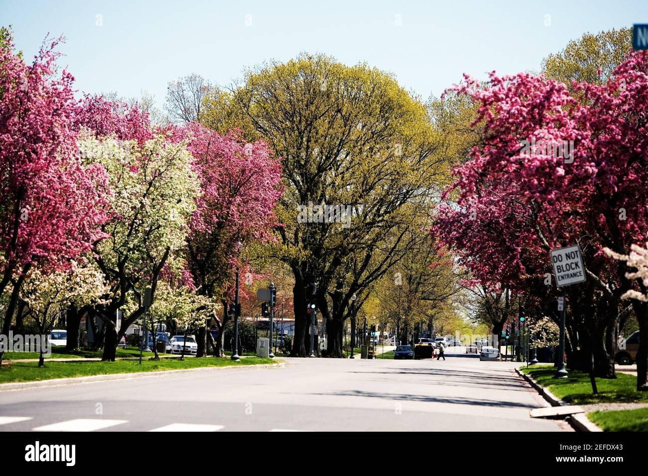 Trees along a road, Washington DC, USA Stock Photo - Alamy