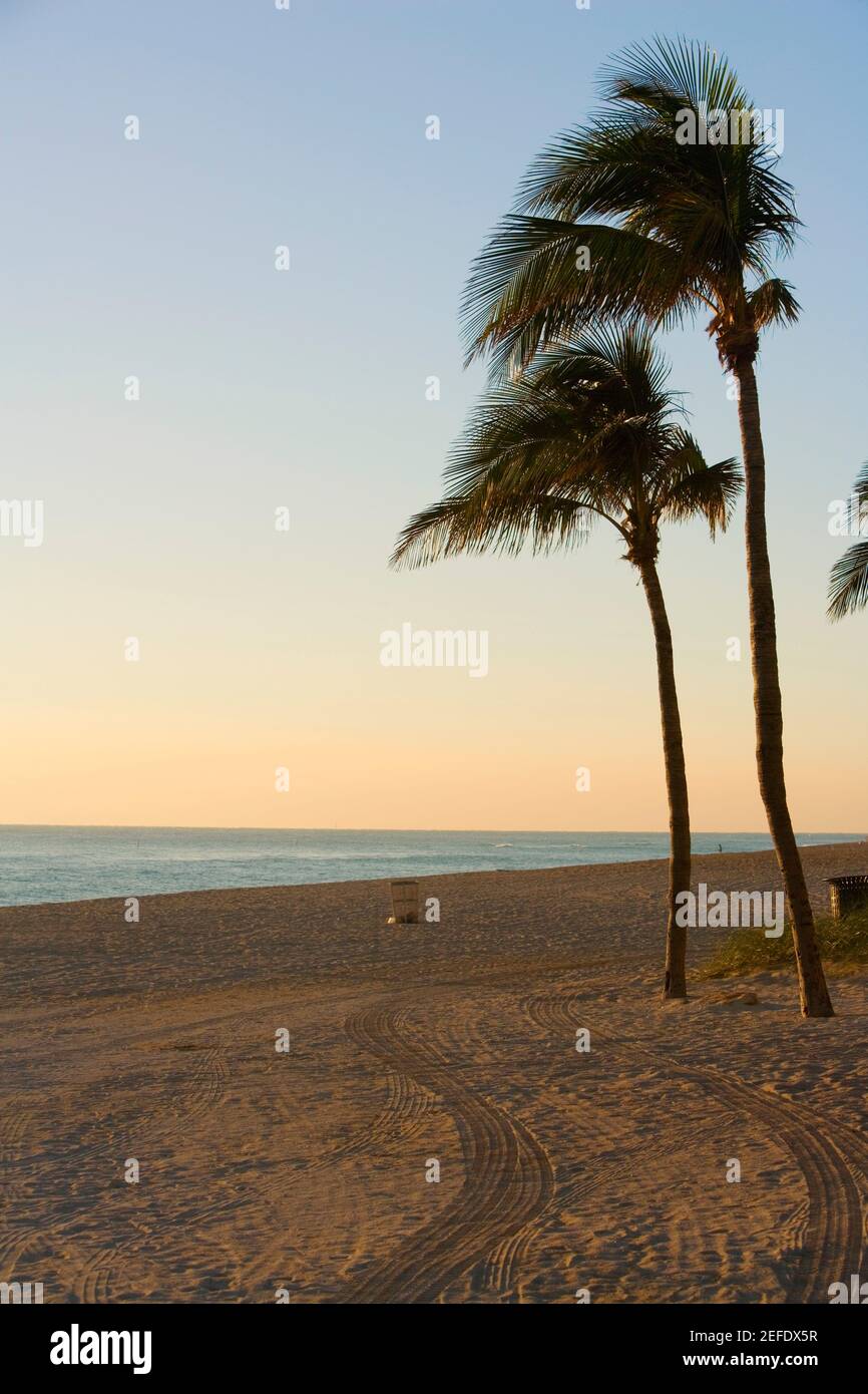 Palm trees on the beach, Miami, Florida, USA Stock Photo - Alamy