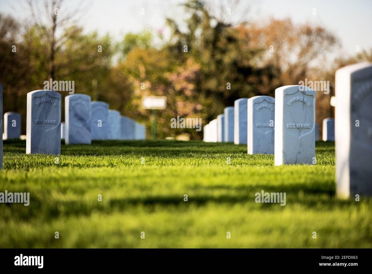 Standard holly hi-res stock photography and images - Alamy