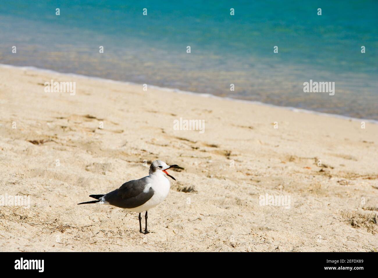 Side profile of a seagull on the beach Stock Photo - Alamy