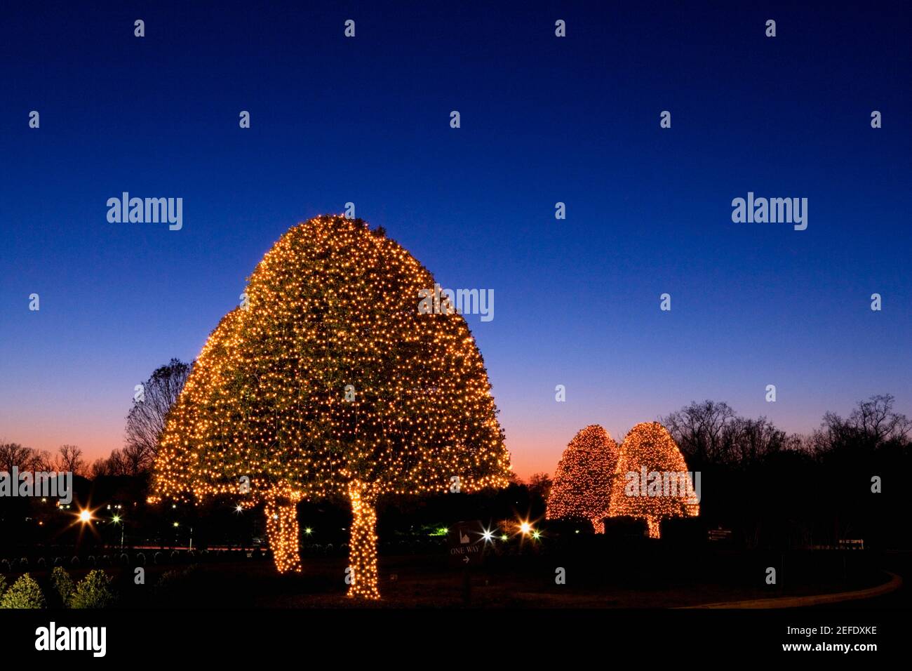 Trees lit up hi-res stock photography and images - Alamy