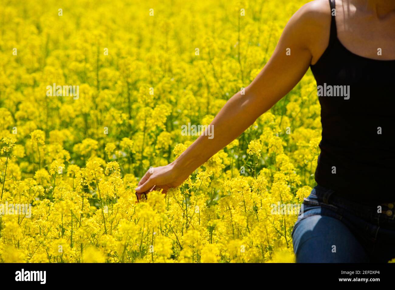 Mid section view of a young woman touching flowers Stock Photo - Alamy