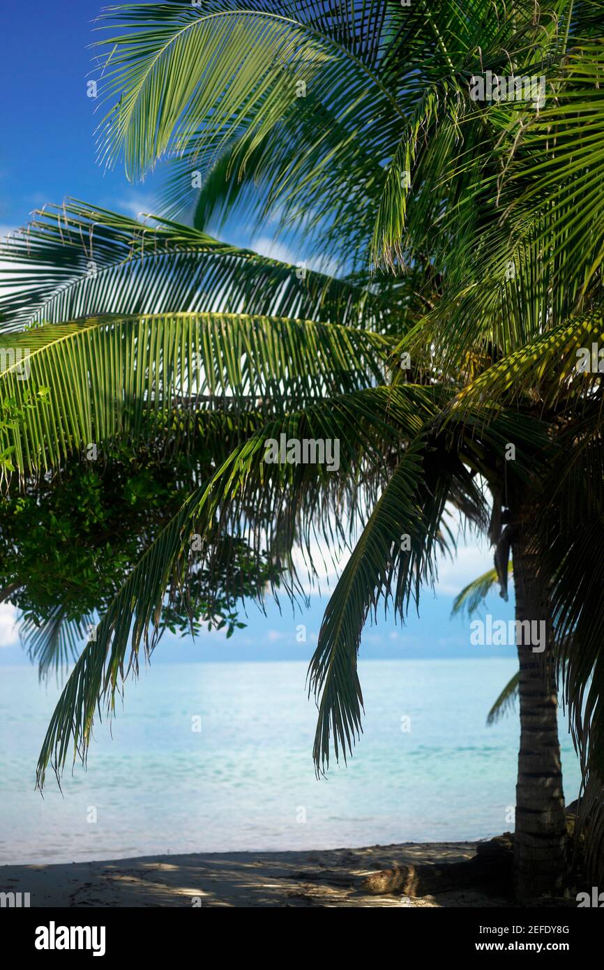 Palm tree on the beach Stock Photo - Alamy