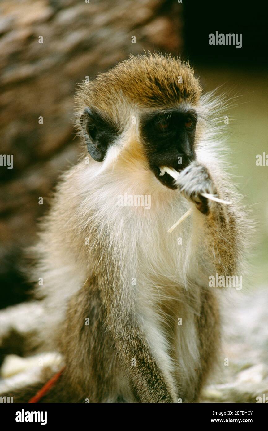 Side view of a monkey eating a shoot, Barbados Stock Photo - Alamy