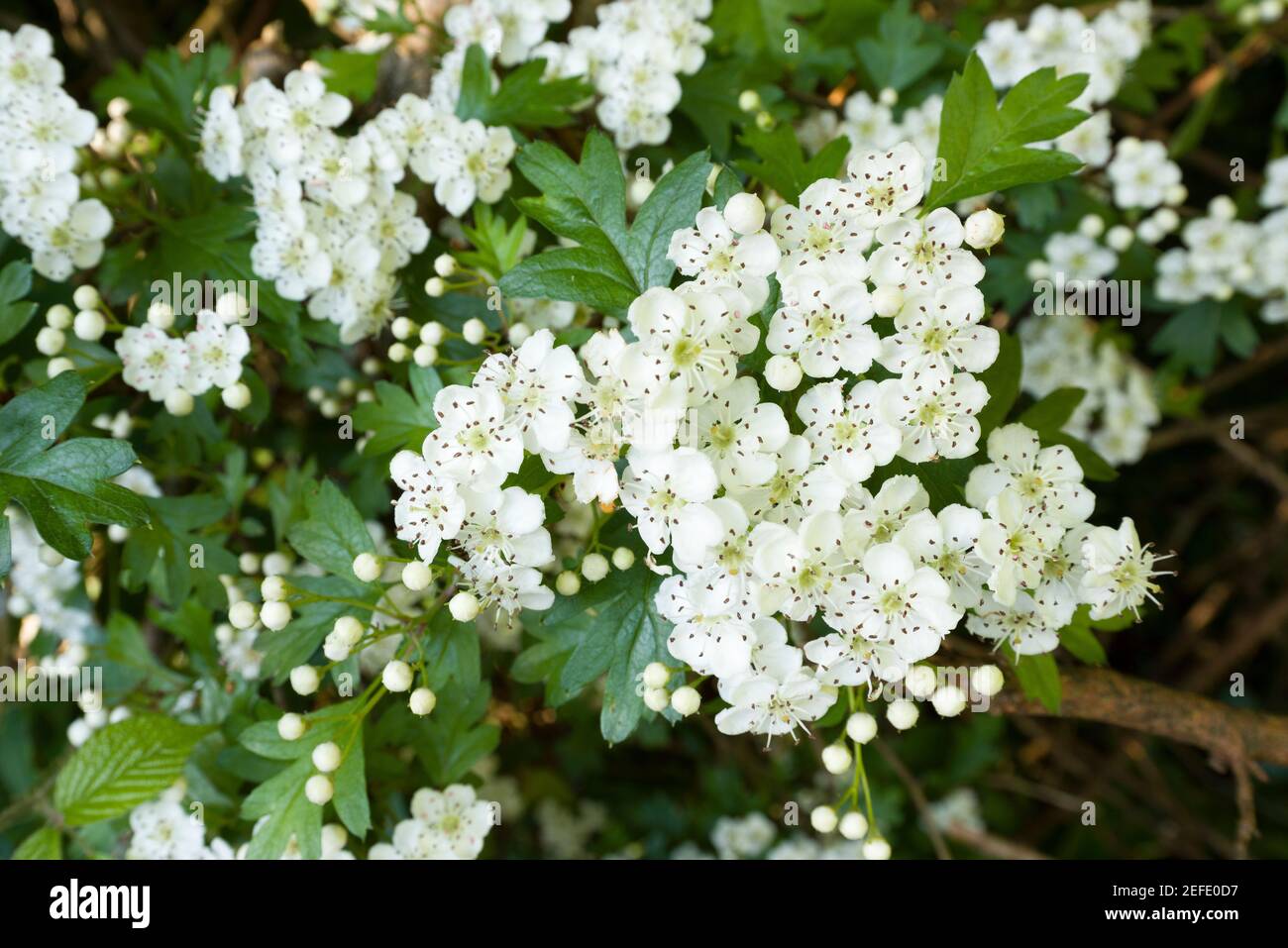 Common Hawthorn (Crataegus monogyna) in blossom in the South West of ...