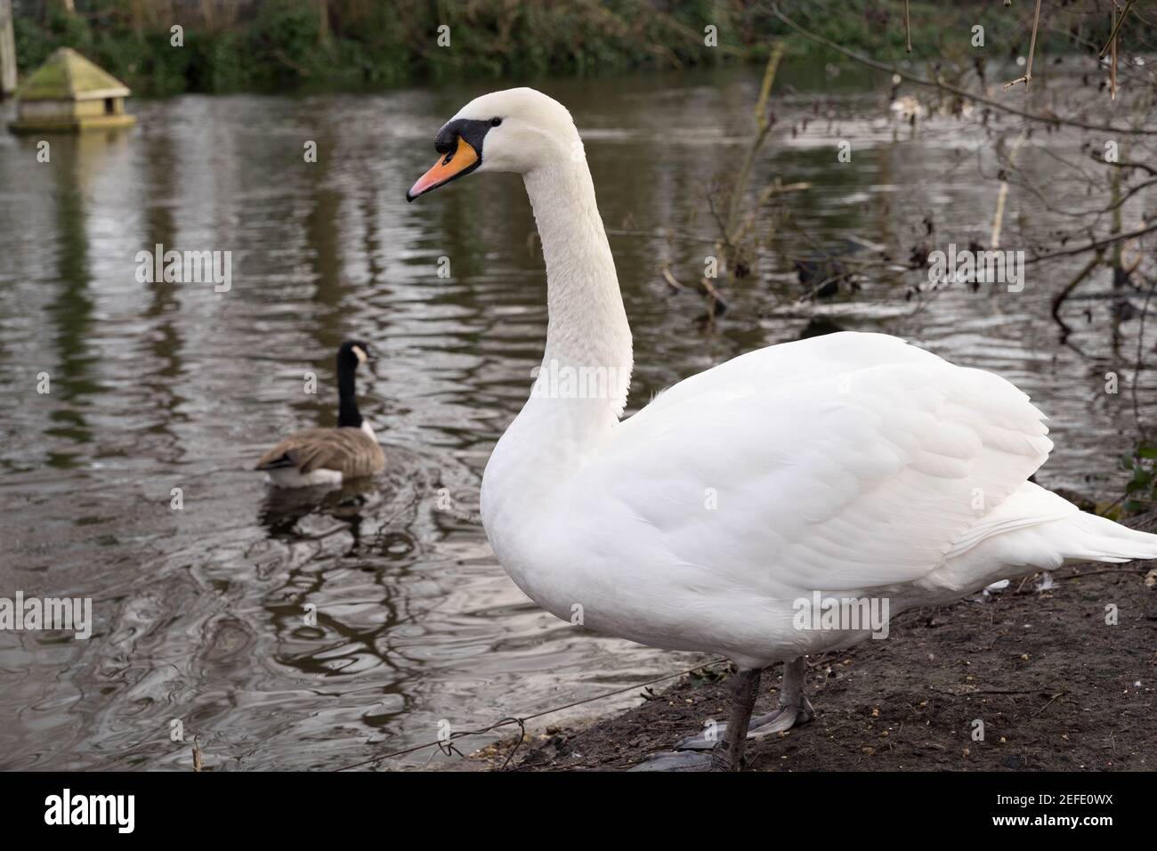 mute swan standing curiously looking up after preening on pond side ...