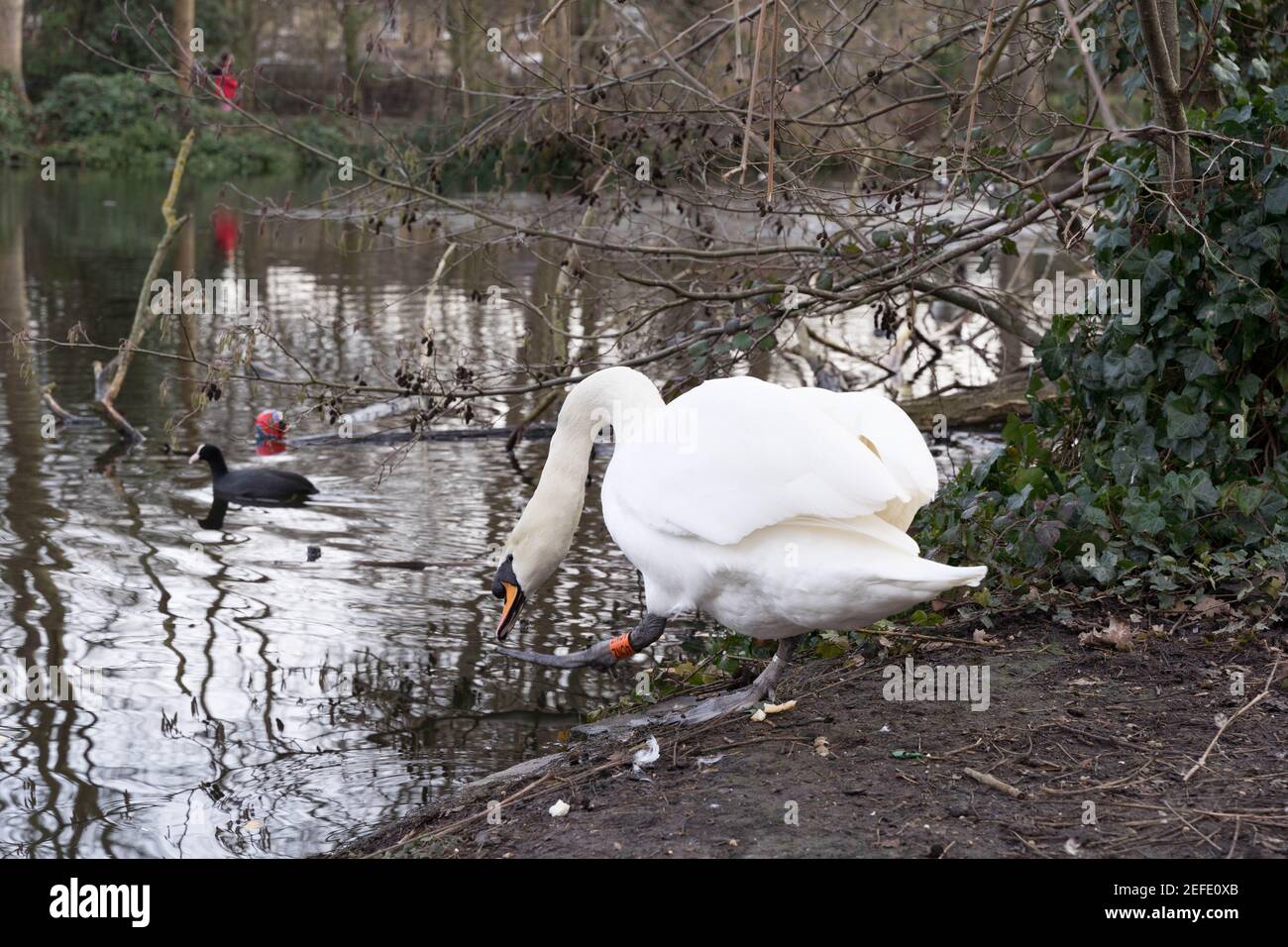 two mute swans preening on pond side, stretches her feet Stock Photo ...
