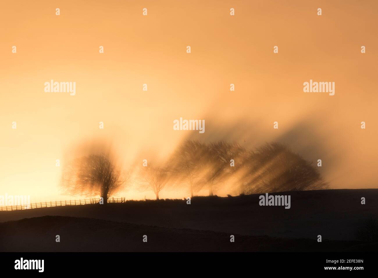 The rising sun casts eerie shadows from a line of hill-top trees onto ...
