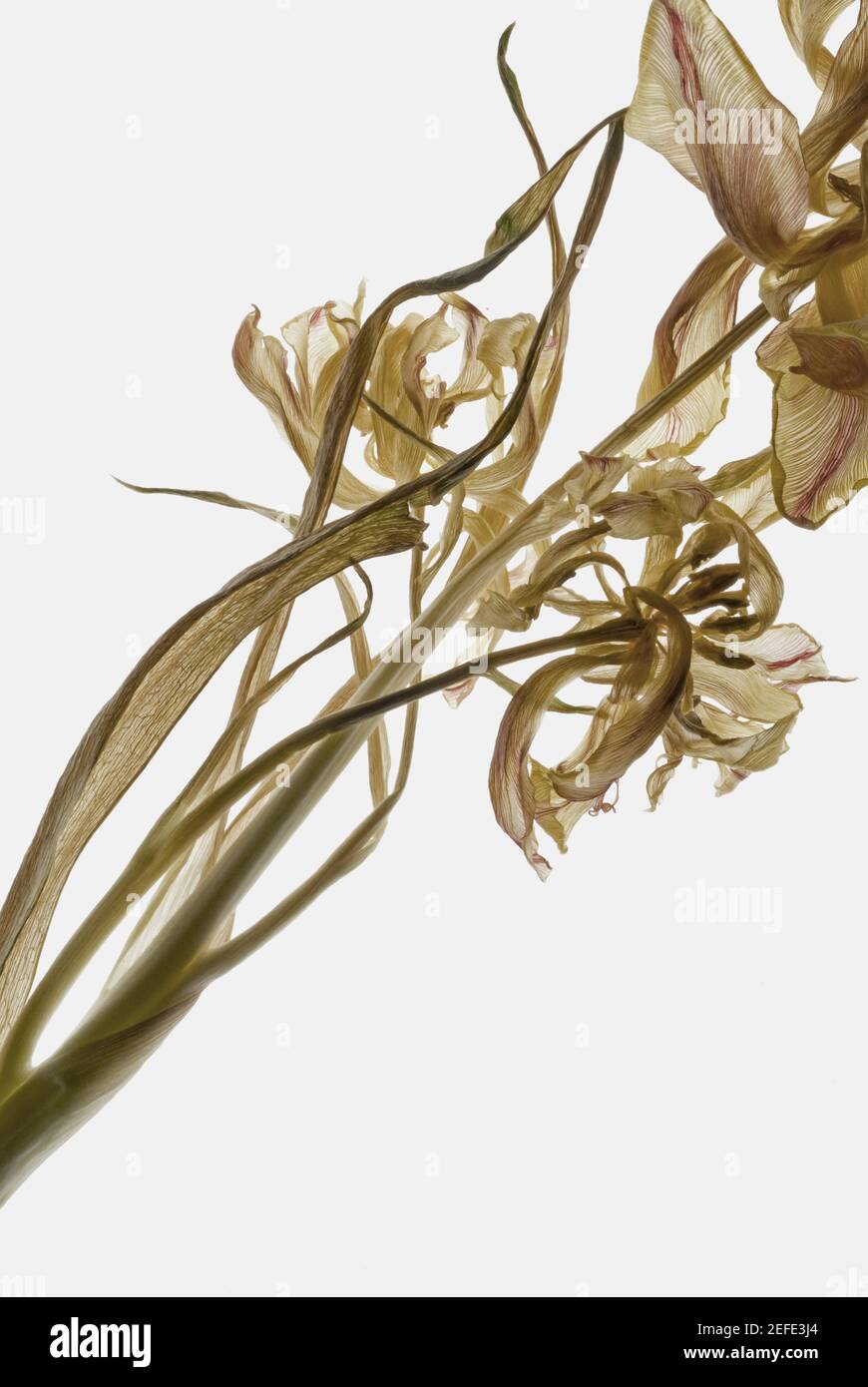 Dead dried leaf color hi-res stock photography and images - Alamy