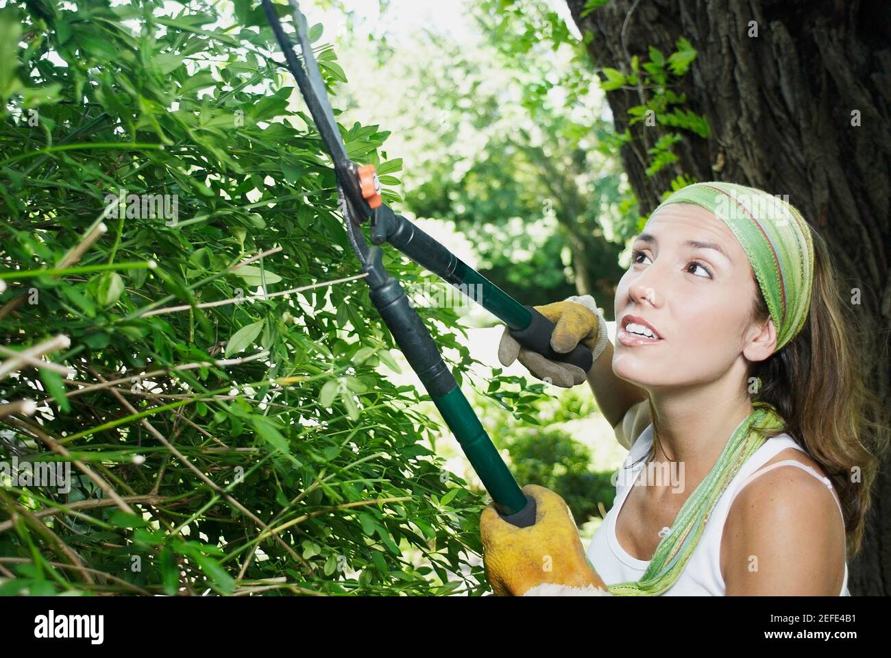 Side profile of a young woman pruning with hedge clippers Stock Photo ...