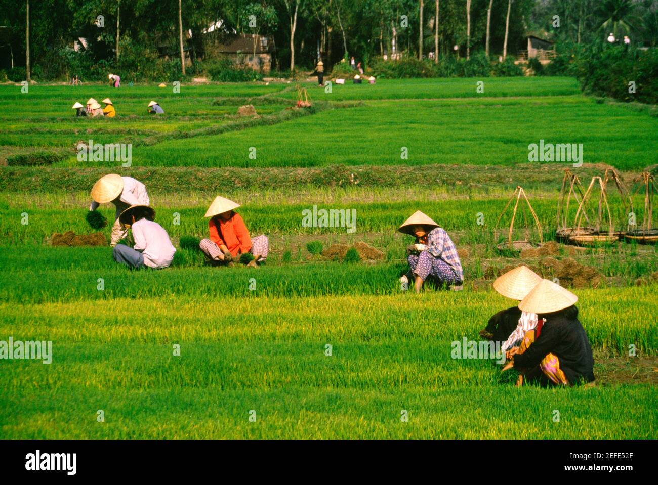 Paddy field tall rice crop hi-res stock photography and images - Alamy