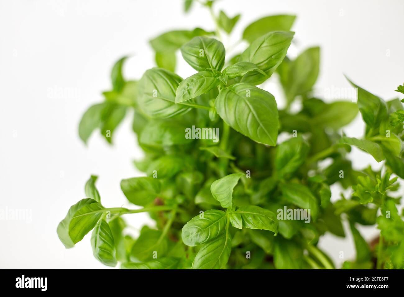 Basil greenery hi-res stock photography and images - Alamy