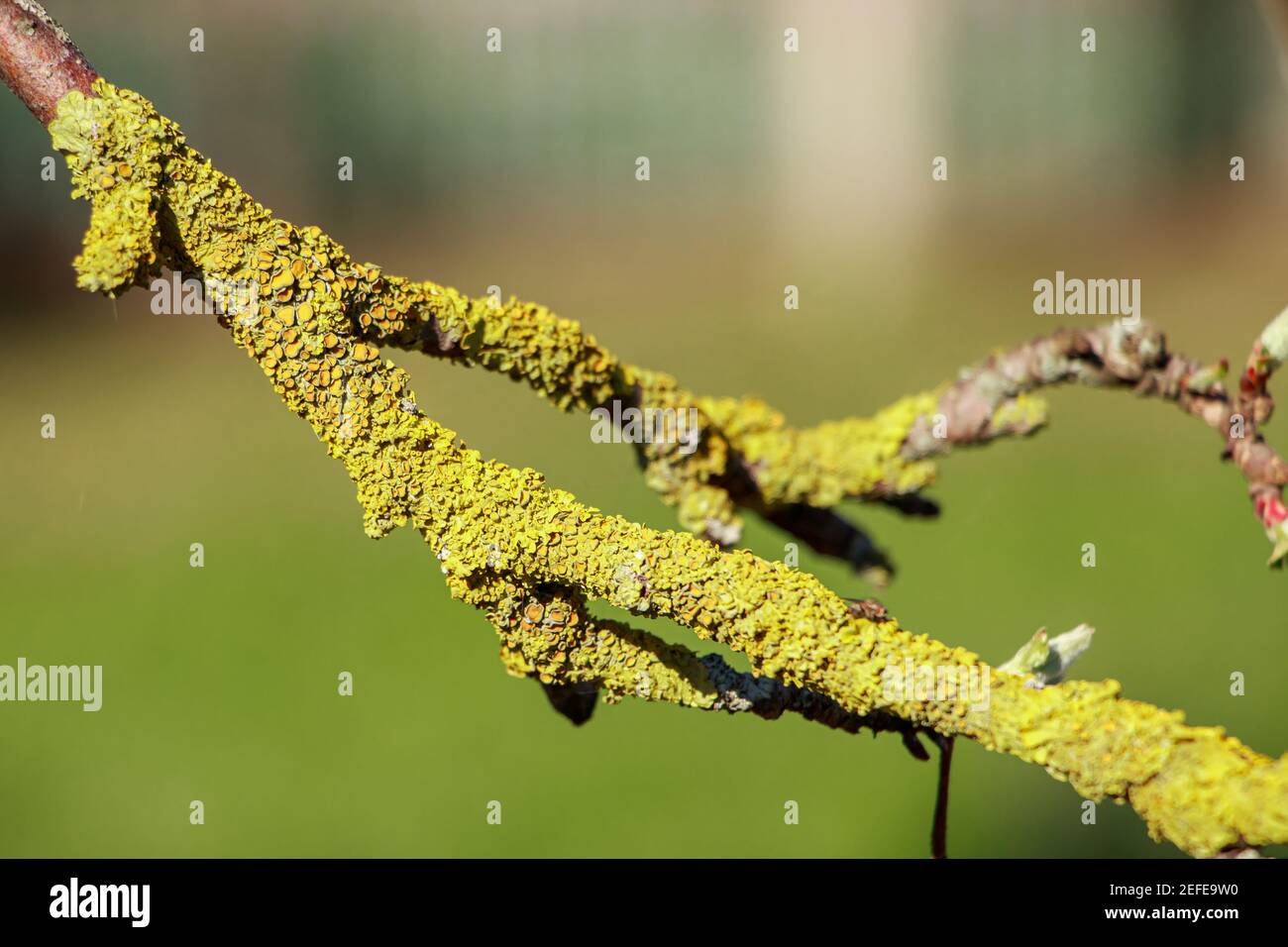 Green lichen close-up on tree branch. Plant disease Stock Photo - Alamy